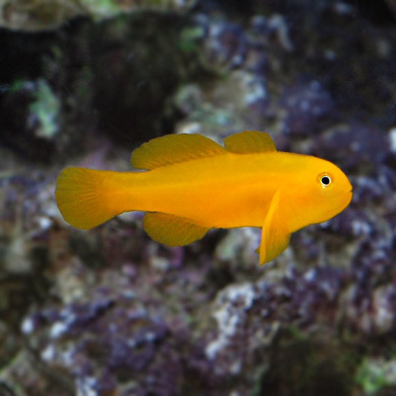 Yellow Coral Clown Goby (Gobiodon Okinawae)